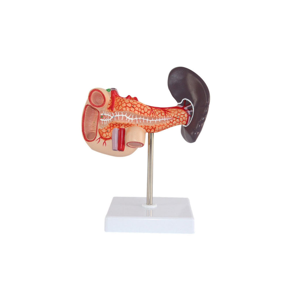 Normal Duodenum Model of Spleen and Pancreas – MedStore