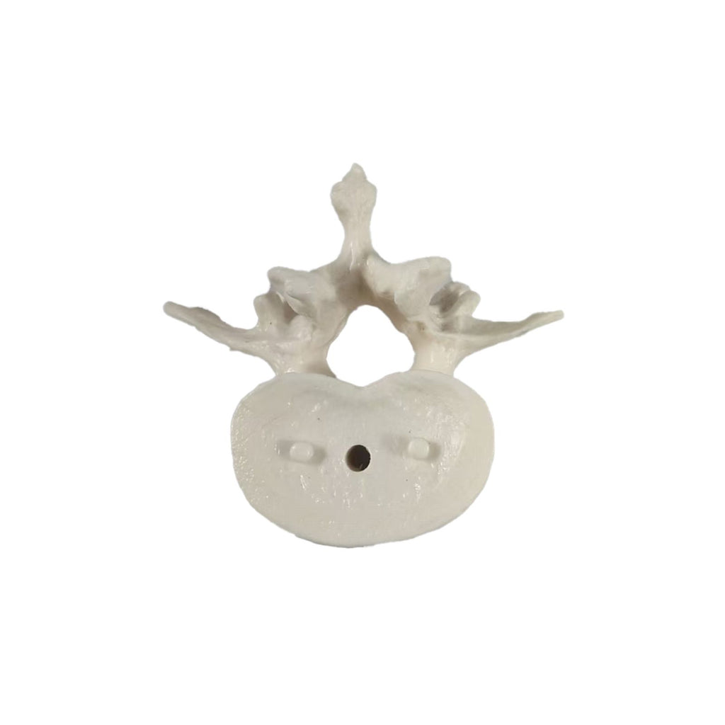 Lumbar Vertebrae Model – MedStore